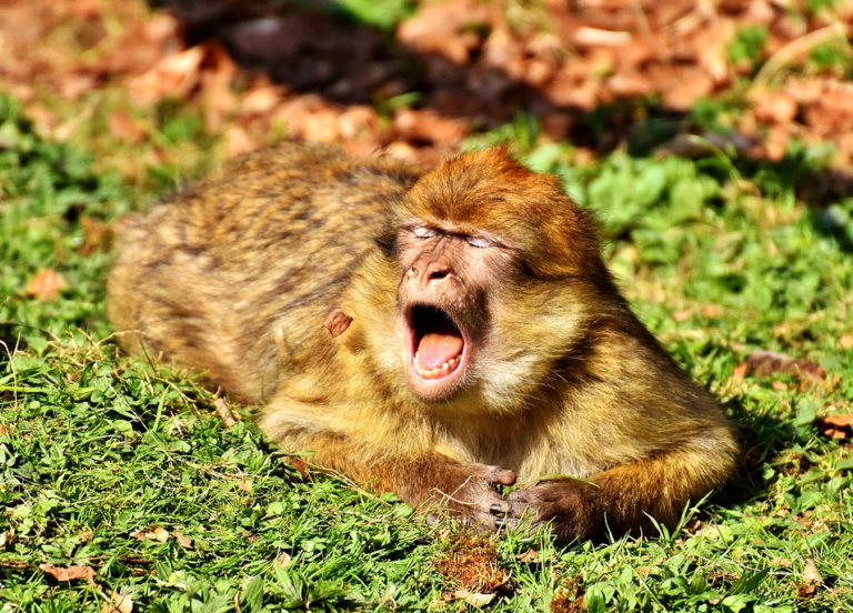 Scientists are Accidentally Helping Poachers Drive Rare Species to ...