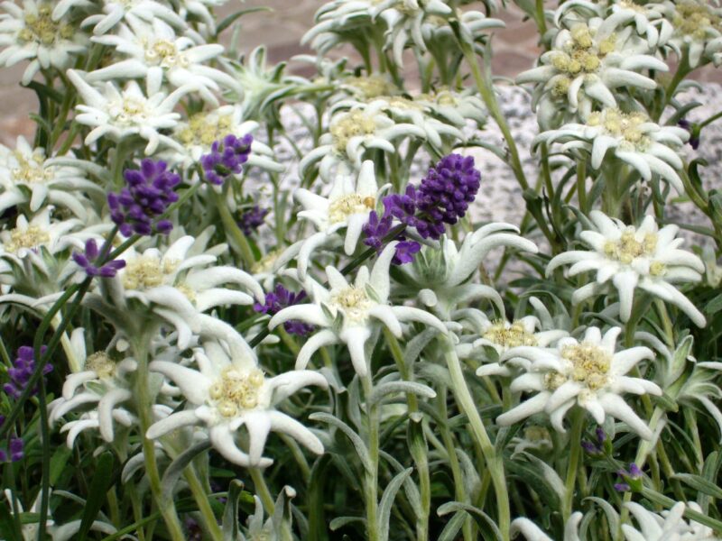 Let’s Sing “Edelweiss” - Intellectual Takeout