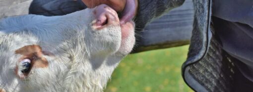 Not Your School’s Reading List 13: More Adventures for Young Boys ...